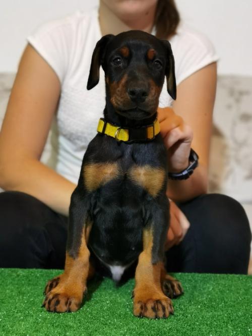 Doberman štenad vrhunske krvi