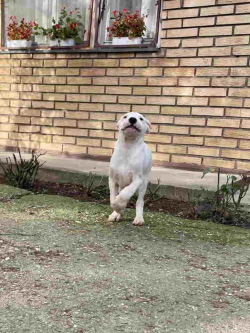 Dostupni stenci Dogo Argentino vrhunskog porekla