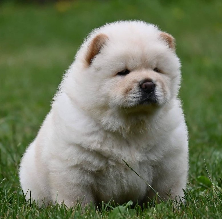 Chow Chow – Cau Cau