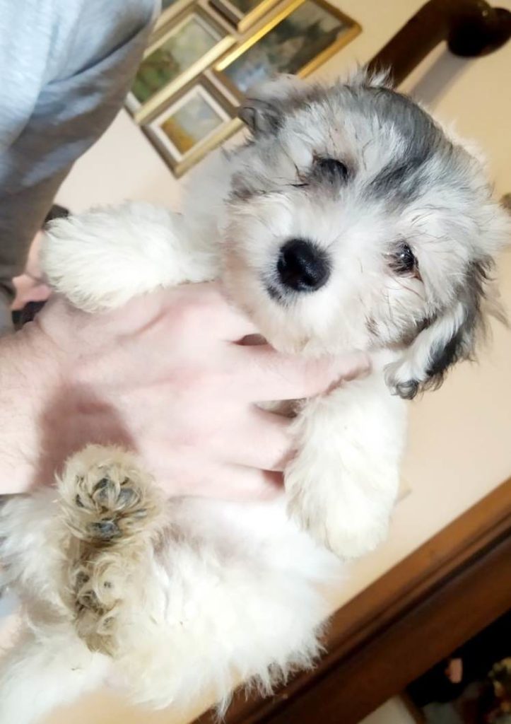 Coton de Tulear