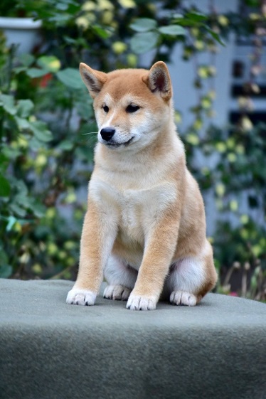 Shiba Inu stenci