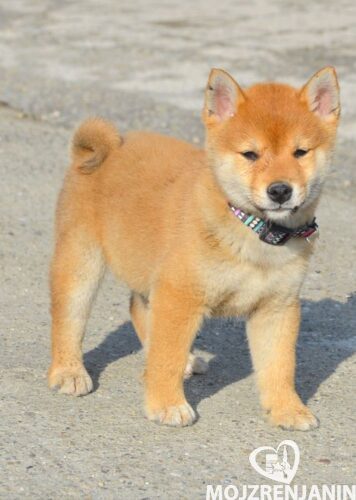 Shiba Inu štenci