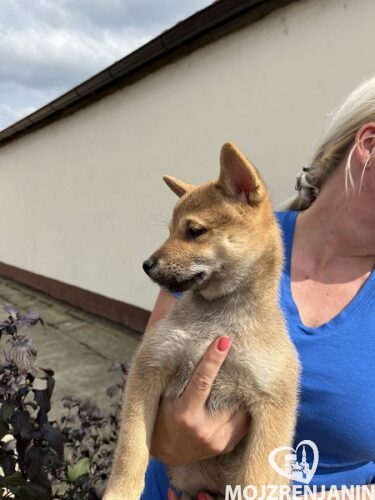 Shiba inu štenci