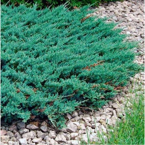 Juniperus horisontalis mix - c2 l - 20/40 cm
