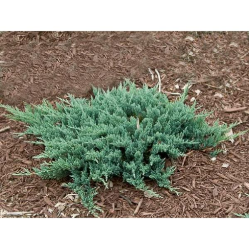 Juniperus horisontalis mix - c3 l - 20/40 cm