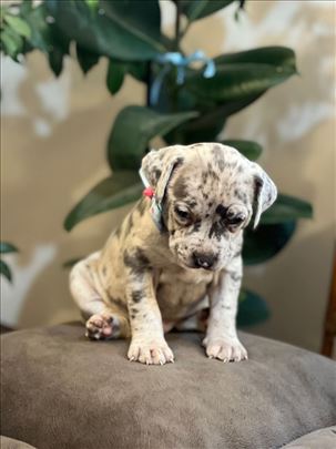 Pit bul terijer, Pitbull merle