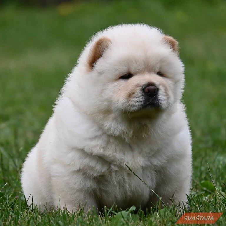 Chow Chow - Cau Cau