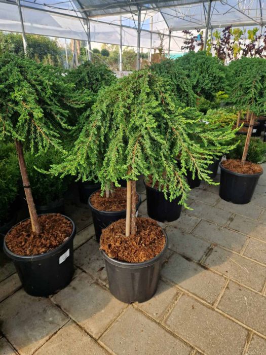 Juniperus Green Mantle - Kalemljena Kleka Na Štapu