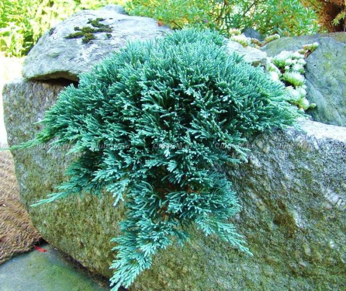 Juniperus Horizontalis Ice Blue - Plava Polegla Kleka