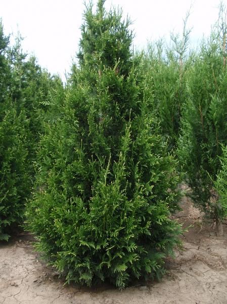 Thuja Plicata Can-Can - Tuja