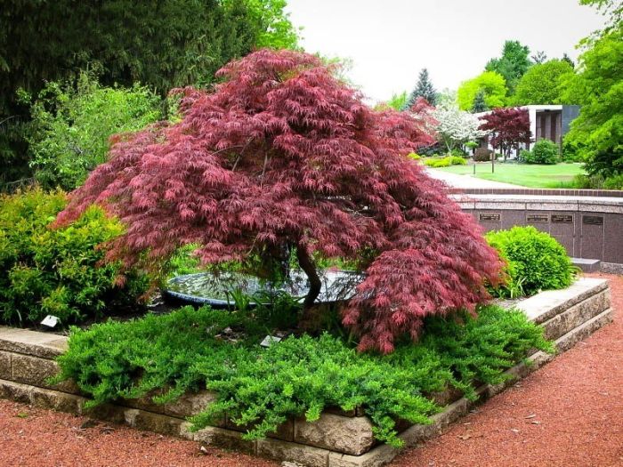 Acer Palmatum Dissectum Garnet-Reckasti Japanski Javor