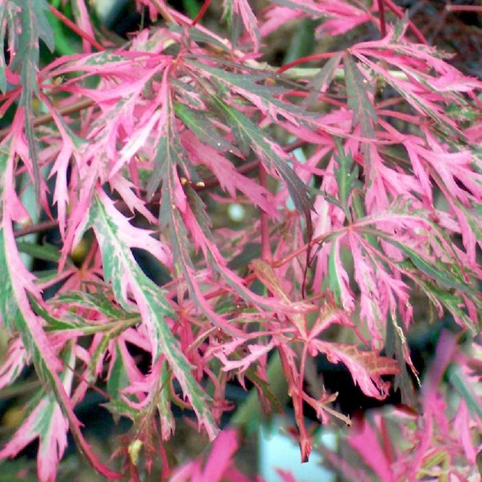 Acer Palmatum Hana Matoi-Šatirani Reckasti Japanski Javor