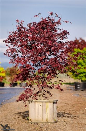 Acer Palmatum Moonfire - Japanski Javor