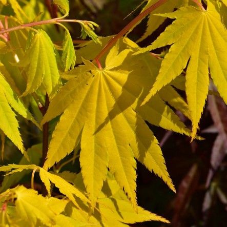 Acer Shirasawanum Jordan - Javor Punog Meseca