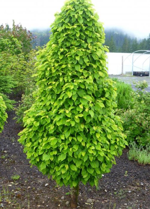 Carpinus Betulus Monument - Stubasti Spororastući Grab