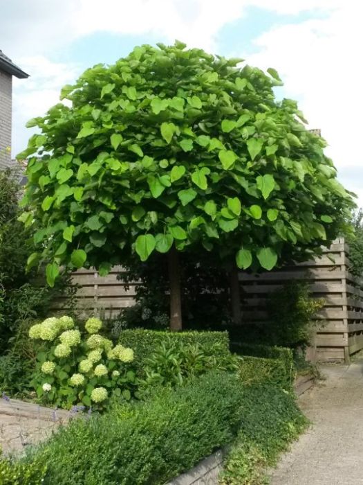 Catalpa Bignonioides Nana - Kuglasta Katalpa