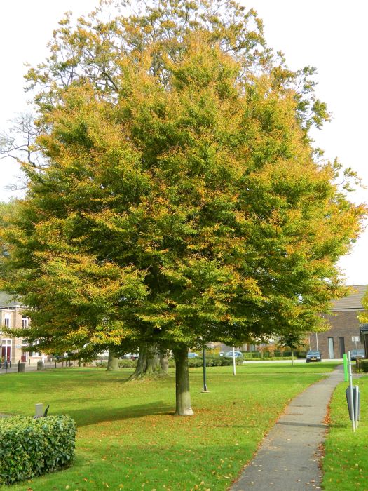 Fagus Sylvatica Asplenifolia- Reckasta Bukva