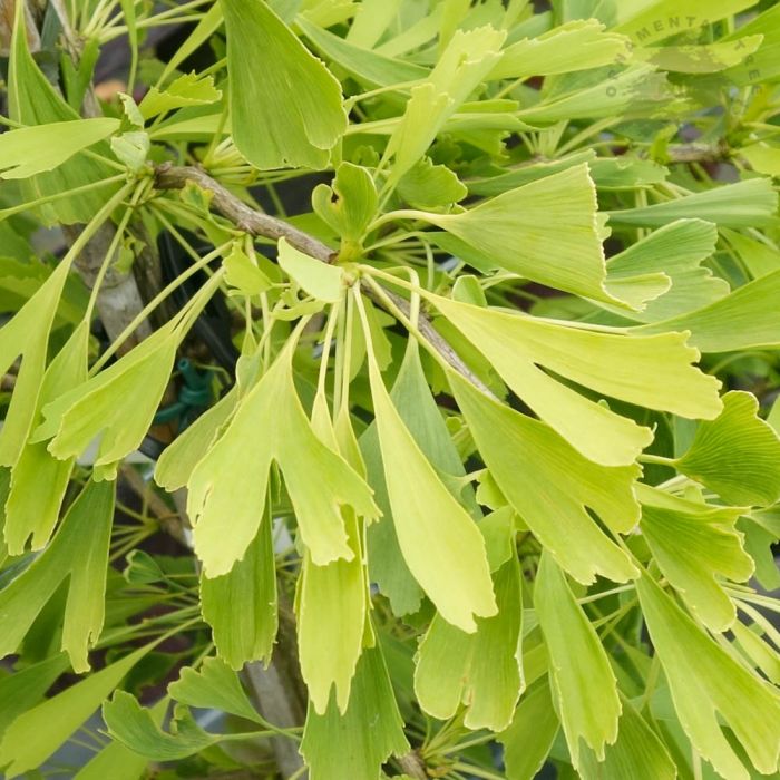 Gingko Biloba Saratoga - Ginko