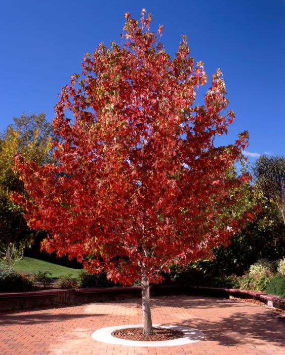 Liquidambar Stiraciflua - Likvidambar