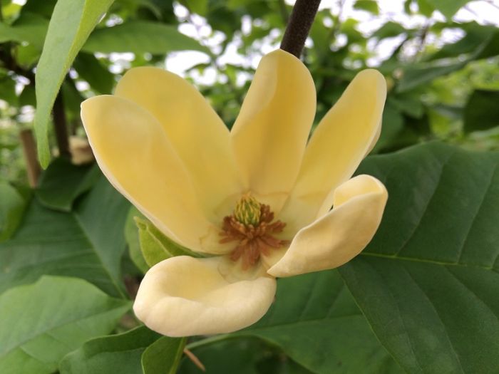 Magnolia Daphne - Magnolija