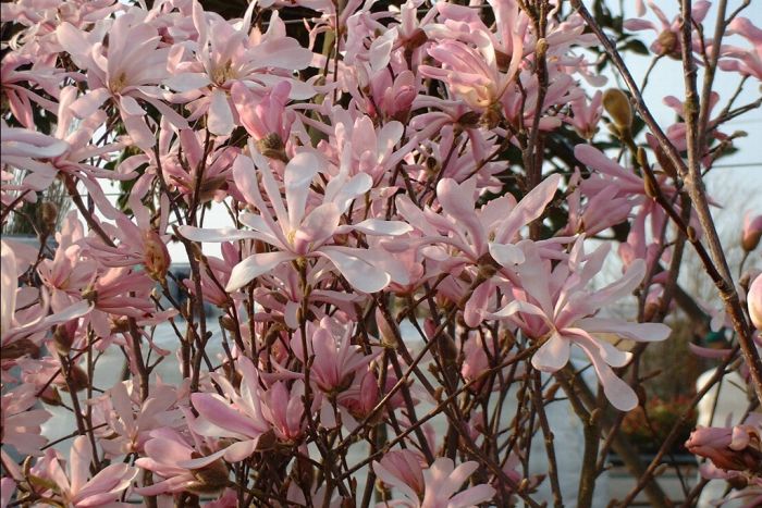 Magnolia Leonard Messel - Zvezdasta Roze Magnolija