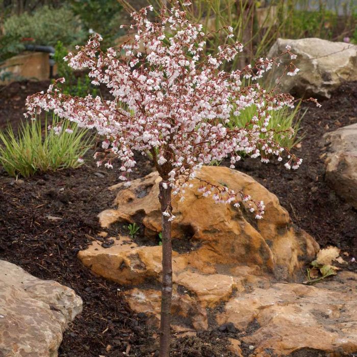 Prunus Incisa Kojo-No-Mai na štapu visine 60cm - Japanska Trešnja