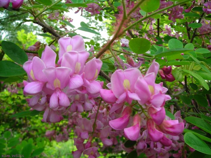 Robinia Hispida - Crveni Bagrem