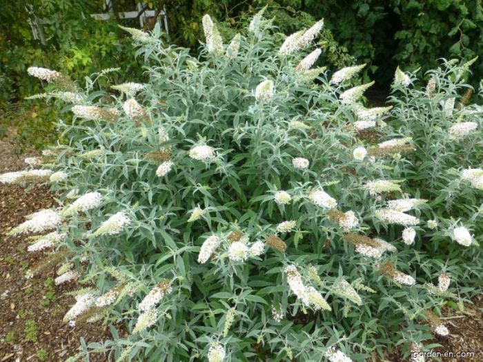 Buddleja Davidii White Ball - Letnji Jorgovan