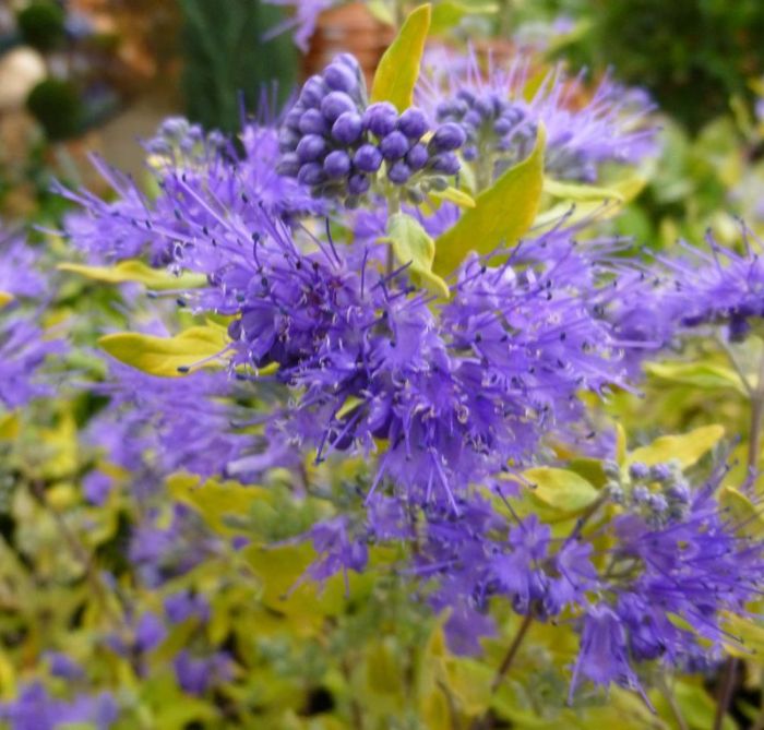Caryopteris Clandonensis Worcester Gold - Kareopteris