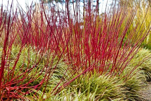 Cornus Alba Sibirica - Beli Dren