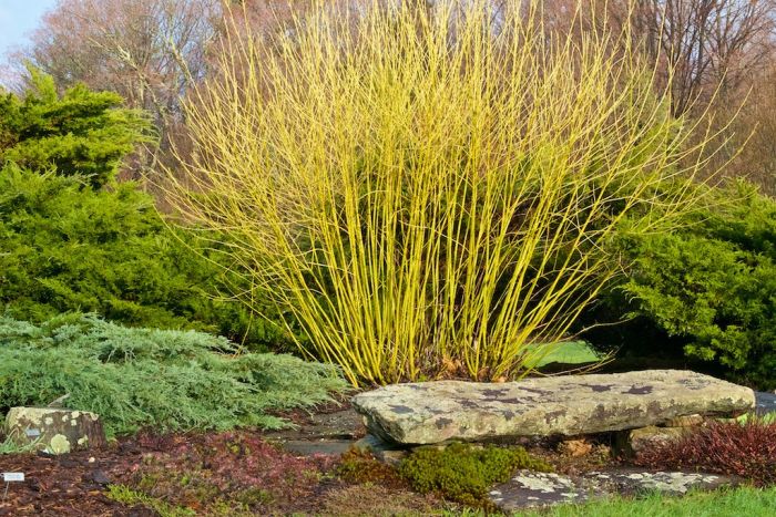 Cornus Flavirmea - Dren Sa Žutim Granama