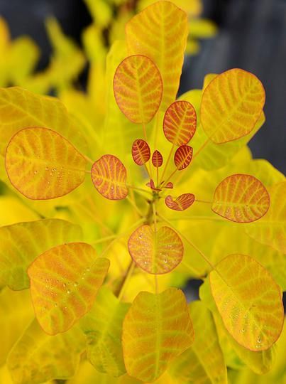 Cotinus Coggygria Golden Lady - Zlatni Ruj