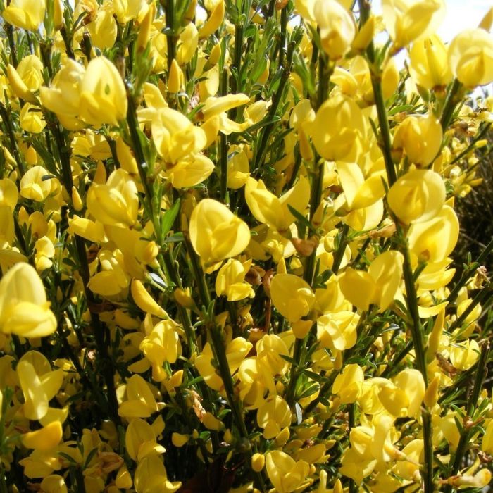 Cytissus X Praecox Allgold - Žutilovka, Citisus
