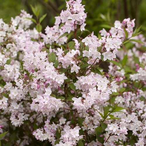 Deutzia Hybrida Kalmiiflora - Deucija