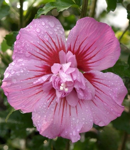 Hibiscus Syriacus Maike - Drvenasti Hibiskus, Sirijska Ruža