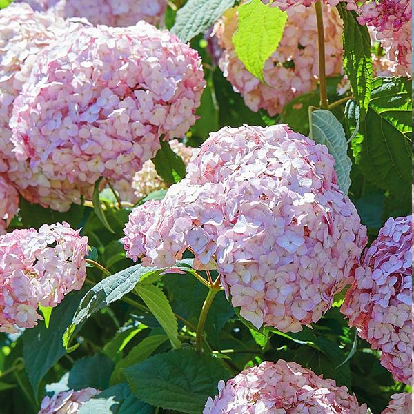 Hydrangea Arborescens Candybelle Bubblegum - Drvenasta Hortenzija