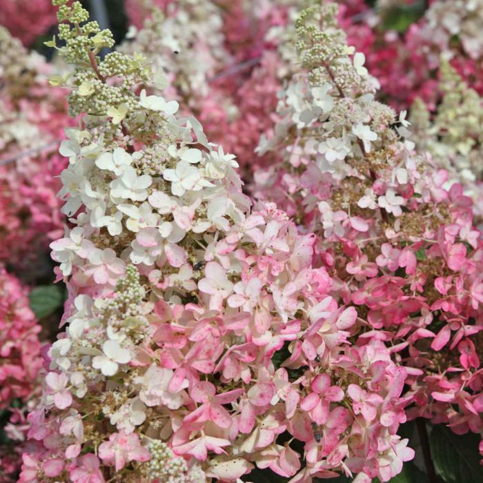 Hydrangea Paniculata Candlelight - Drvenasta Hortenzija