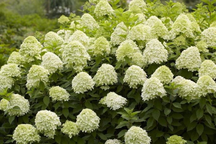 Hydrangea Paniculata Limelight - Drvenasta Hortenzija