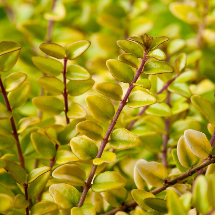 Lonicera Nitida Baggesen's Gold - Lonicera