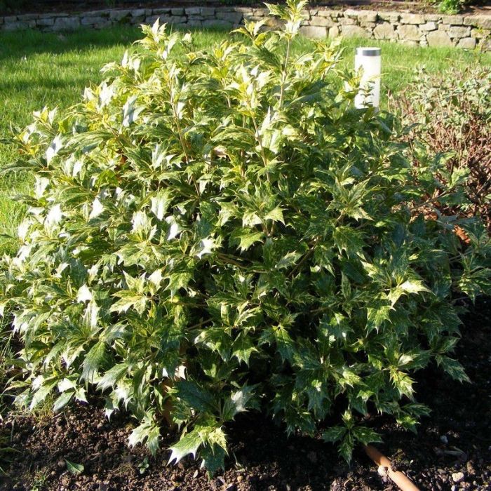 Osmanthus Heterophyllus Goshiki - Osmantus