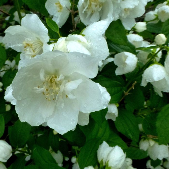 Philadelphus Coronarius - Jasmin