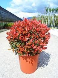 Photinia Fraseri Little Red Robin - Fotinija Mali Red Robin