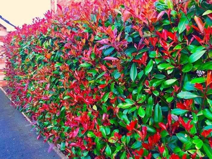 Photinia Fraseri Red Robin - Fotinija Red Robin