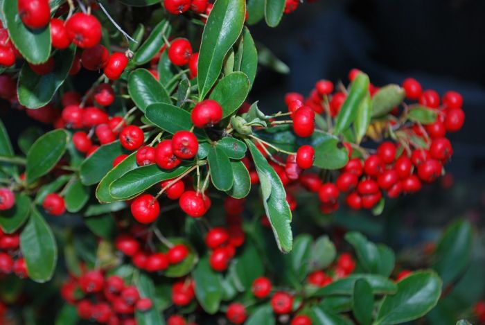 Pyracantha Coccinea Red Star- Vatreni Grm Pirokanta