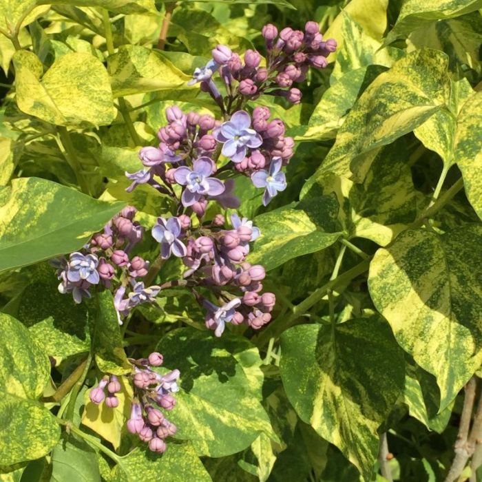 Syringa Vulgaris Aucubaefolia - Jorgovan