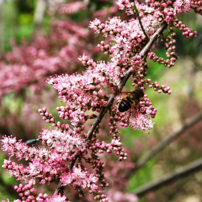 Tamarix Tetranda - Tamariks