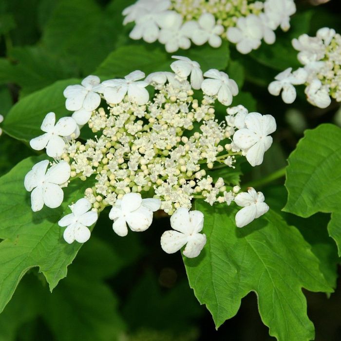 Viburnum Opulus - Snežne Lopte