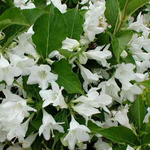 Weigela Florida Candida - Veigela