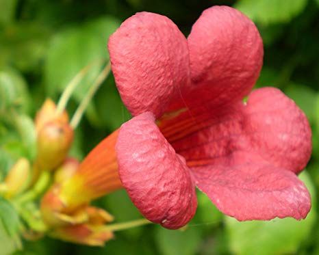 Campsis Radicans Flamenco - Tekoma