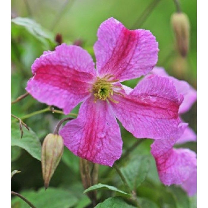 Clematis Krakowiak - Klematis